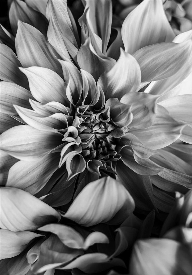 B&W Flower 4 – Image Conscious Licensing